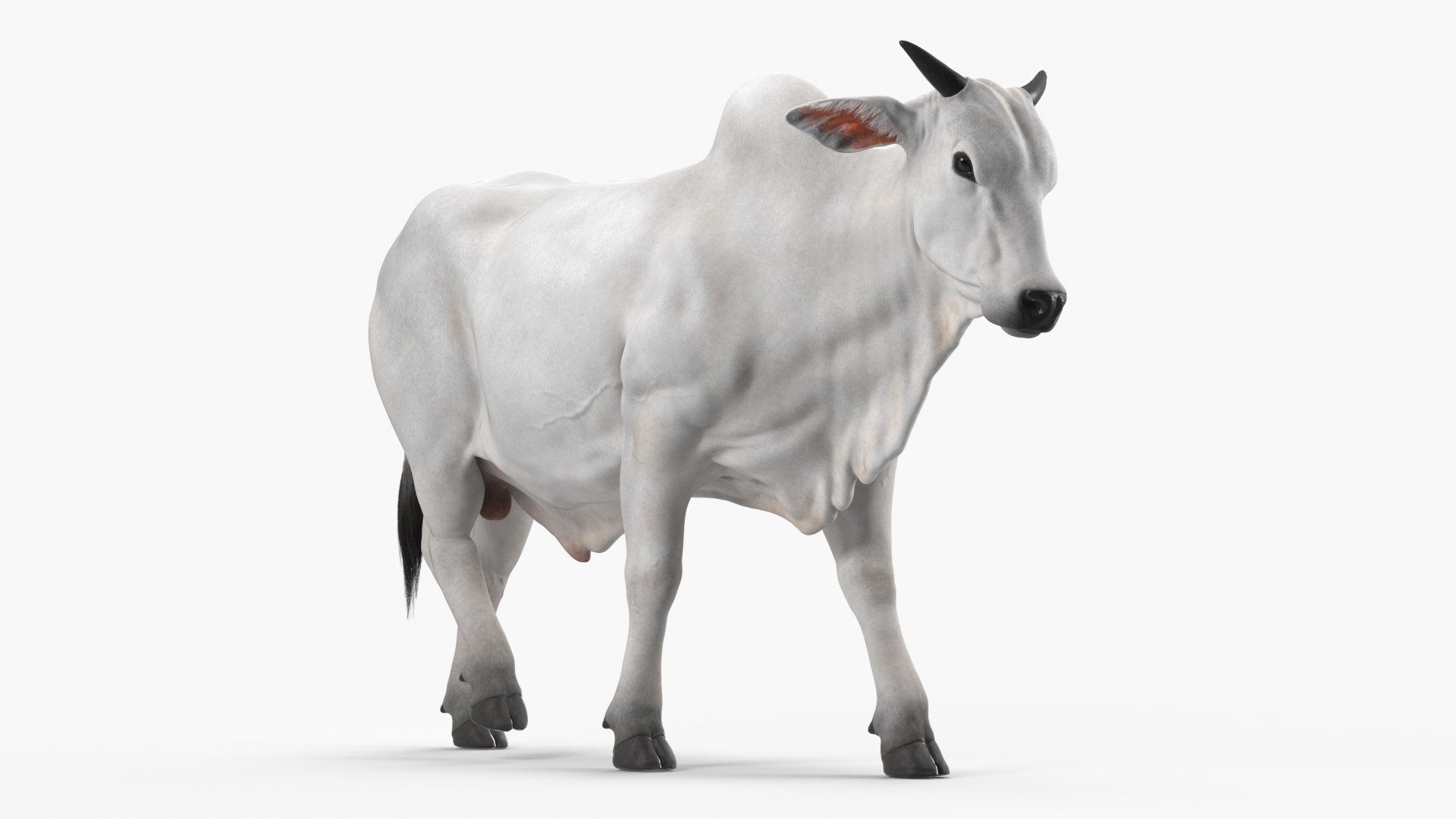 Zebu Cattle Male Walking Fur 3D - TurboSquid 2318239