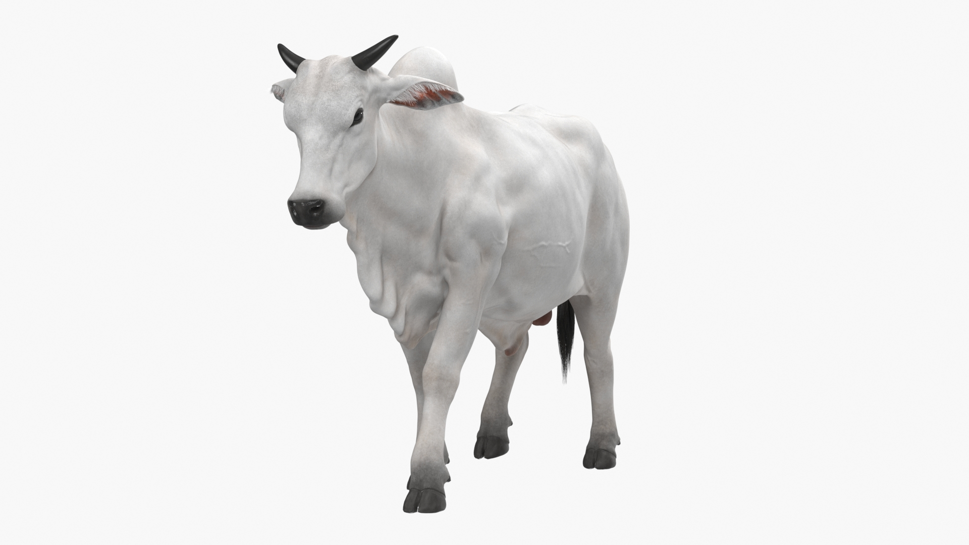 Zebu Cattle Male Walking Fur 3D - TurboSquid 2318239