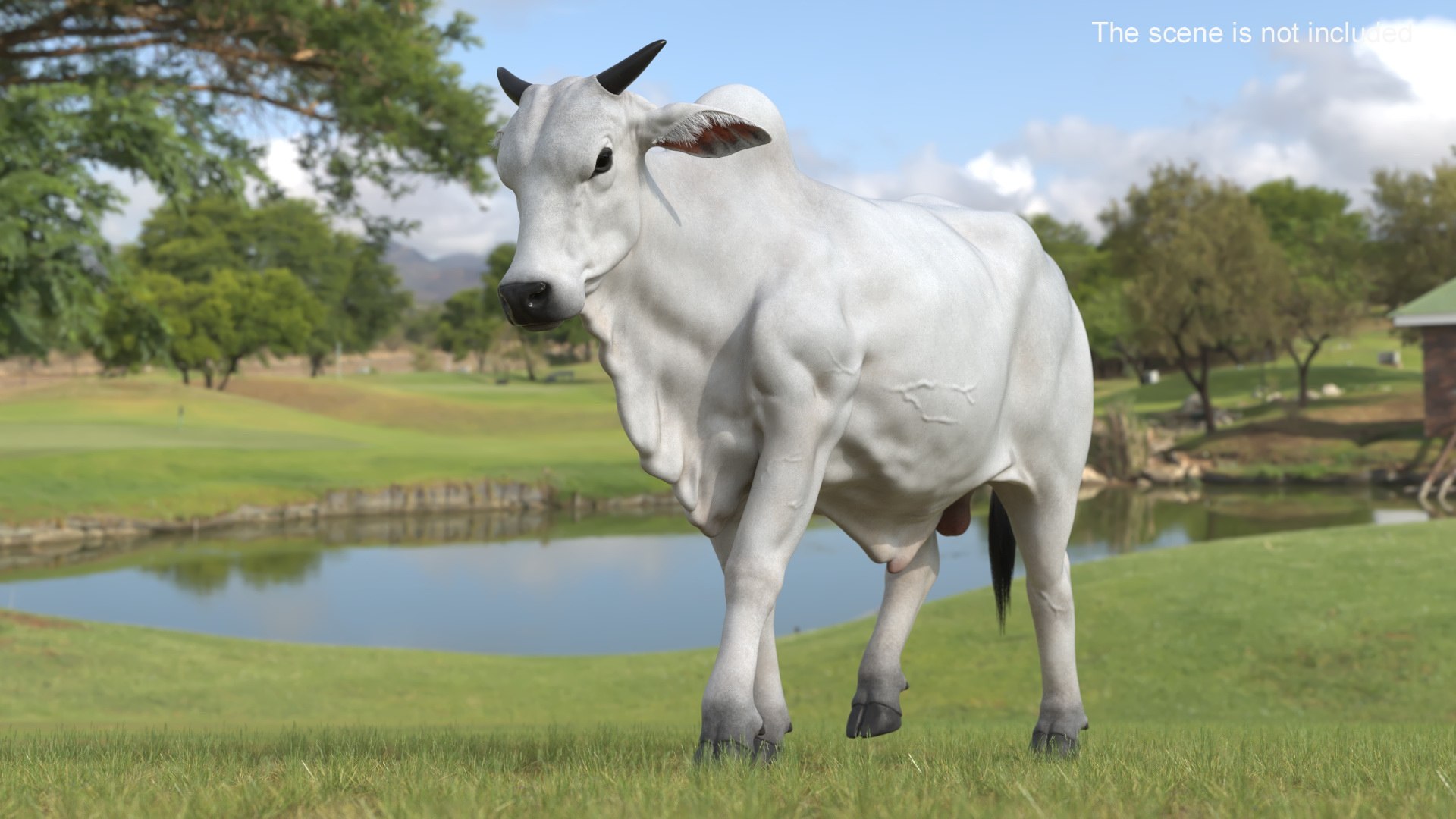 Zebu Cattle Male Walking Fur 3D - TurboSquid 2318239