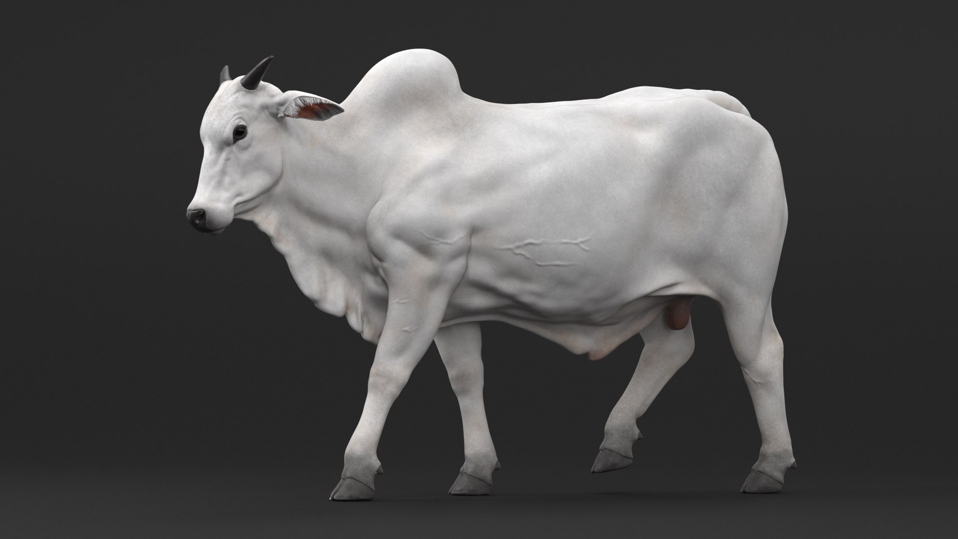 Zebu Cattle Male Walking Fur 3D - TurboSquid 2318239