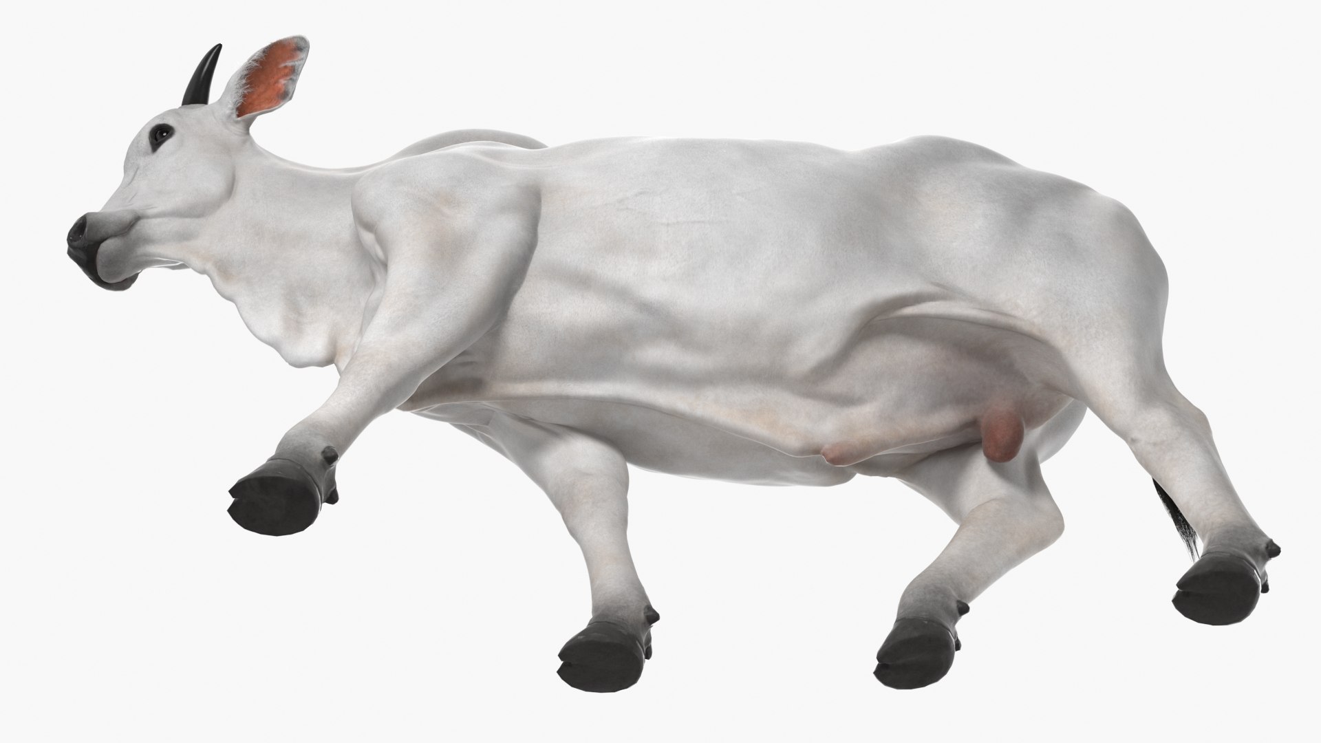 Zebu Cattle Male Walking Fur 3D - TurboSquid 2318239