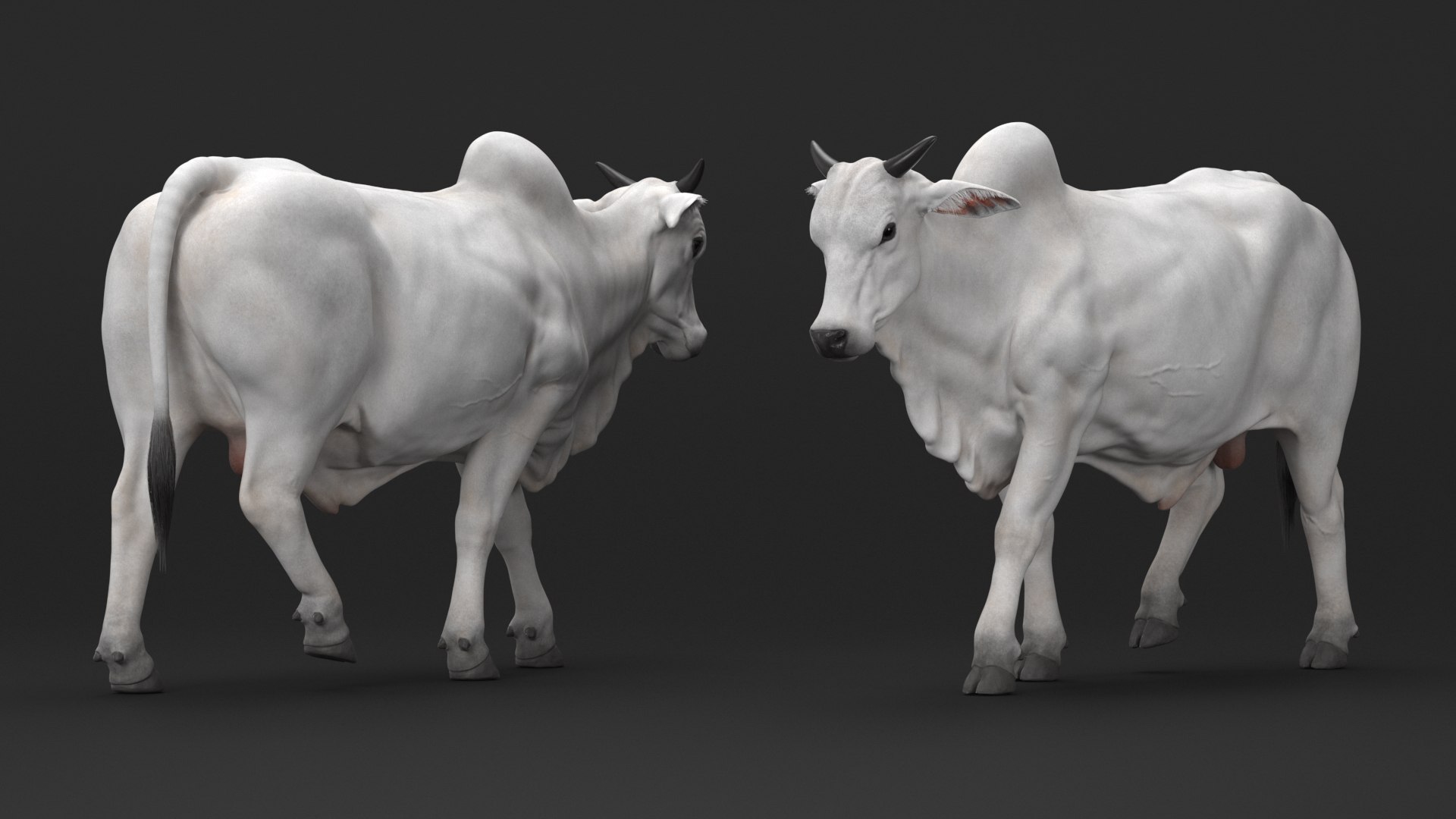 Zebu Cattle Male Walking Fur 3D - TurboSquid 2318239