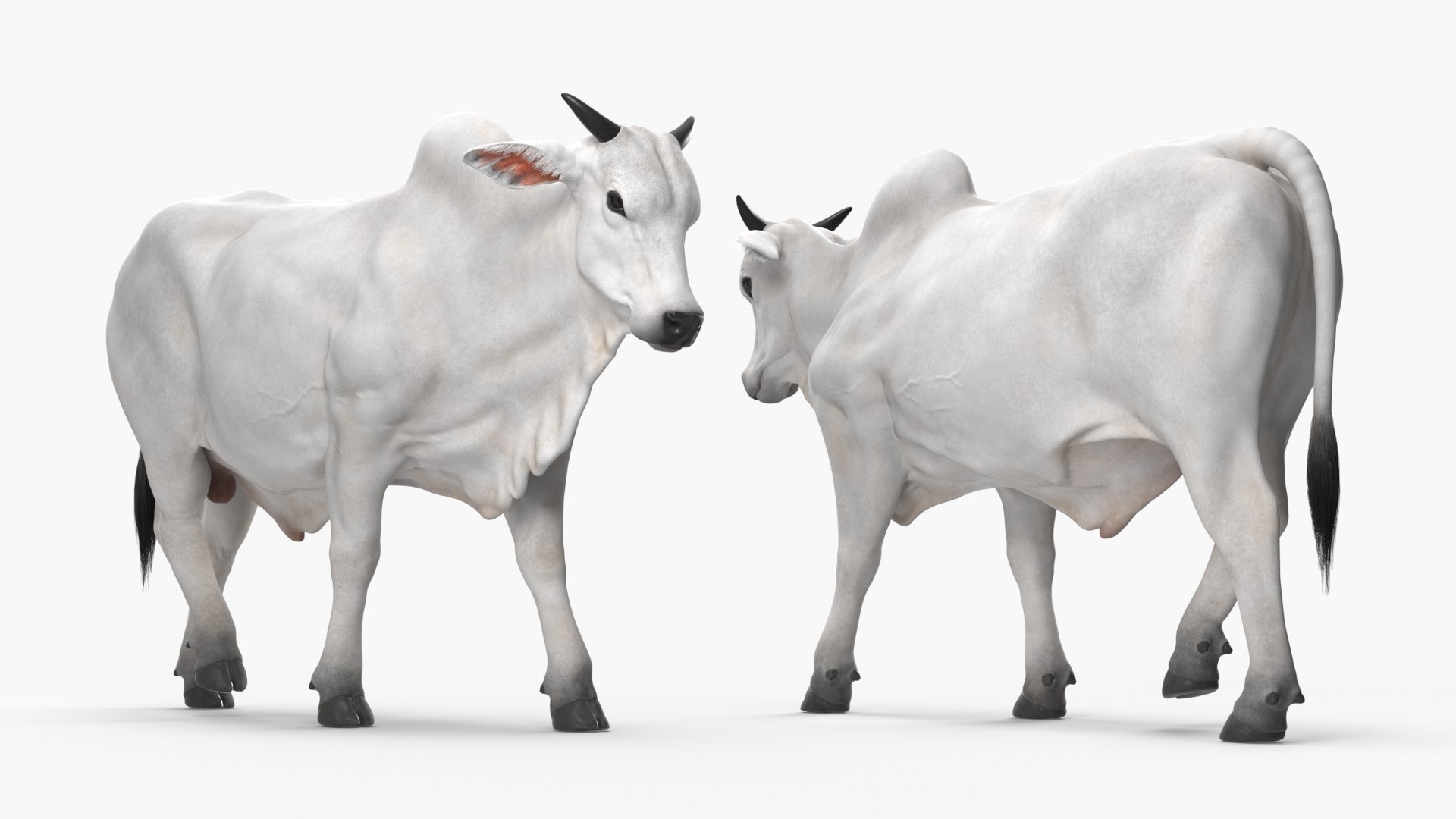 Zebu Cattle Male Walking Fur 3D - TurboSquid 2318239