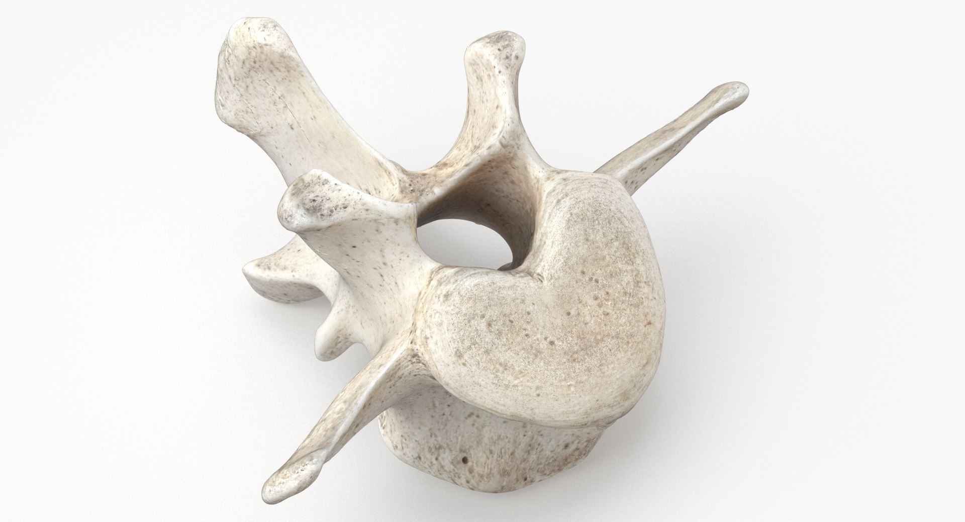 Bear Ursus Lumbar Vertebrae L4 3D Model - TurboSquid 2153538
