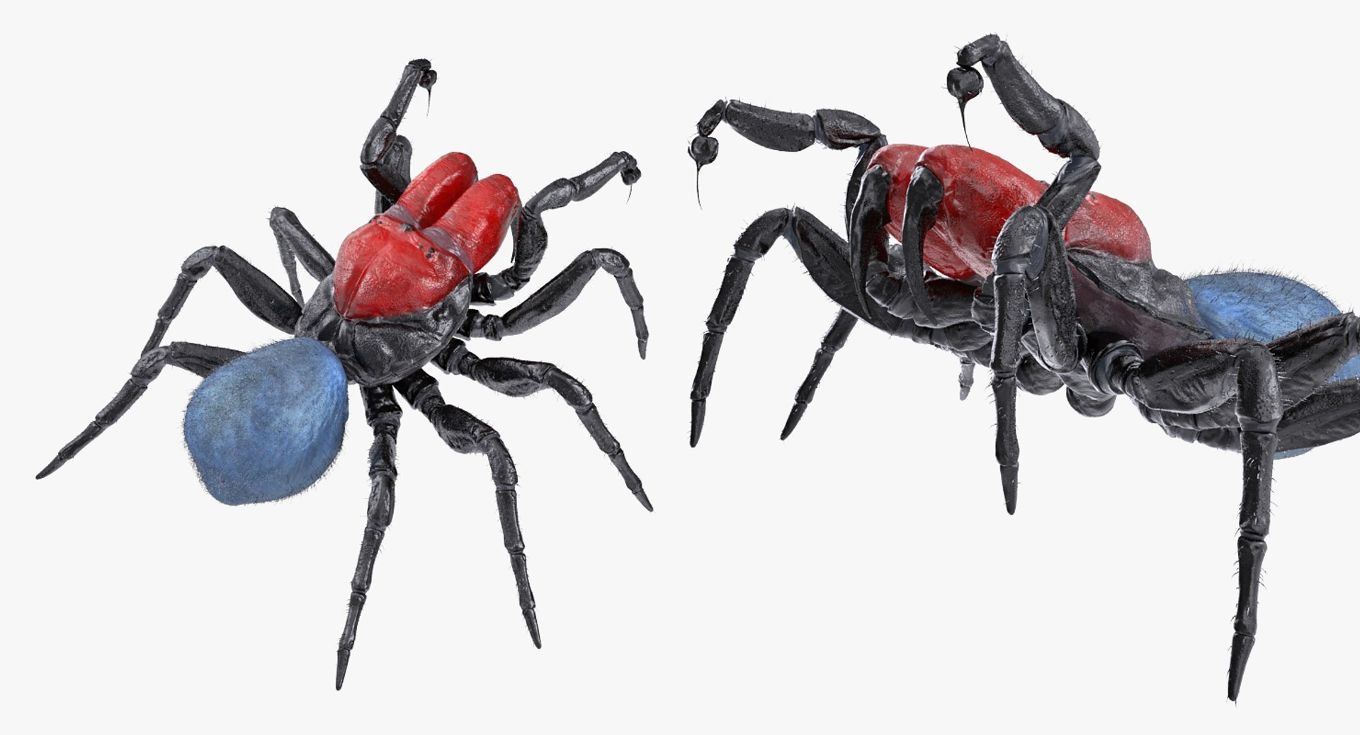 Mouse Spider Fighting Pose 3D Model - TurboSquid 1165853