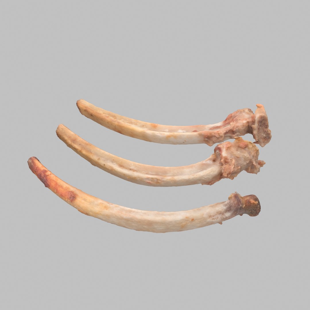 3D Lamb Bones Model - TurboSquid 1530066