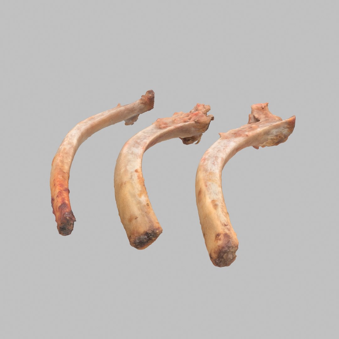 3D Lamb Bones Model - TurboSquid 1530066