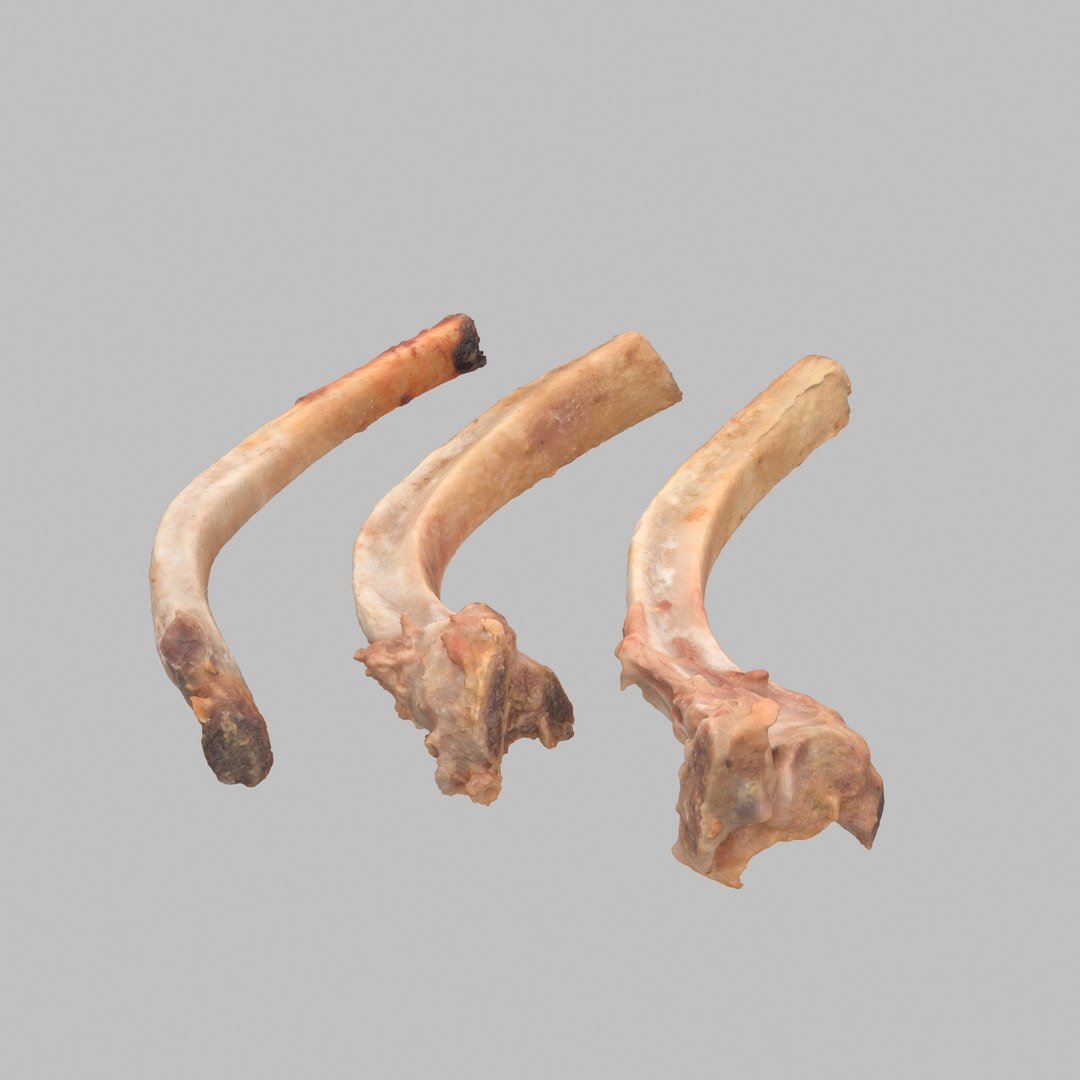 3D Lamb Bones Model - TurboSquid 1530066