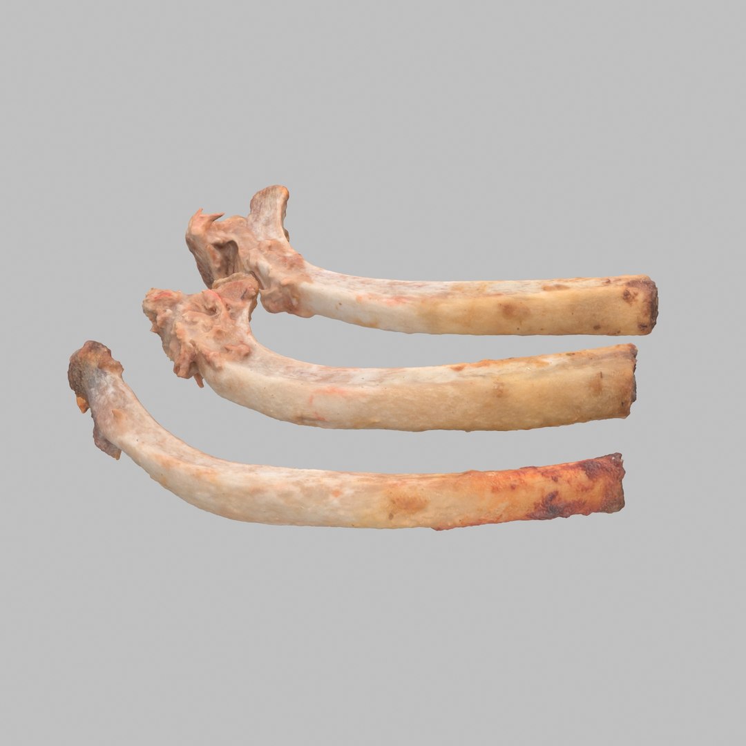 3D Lamb Bones Model - TurboSquid 1530066