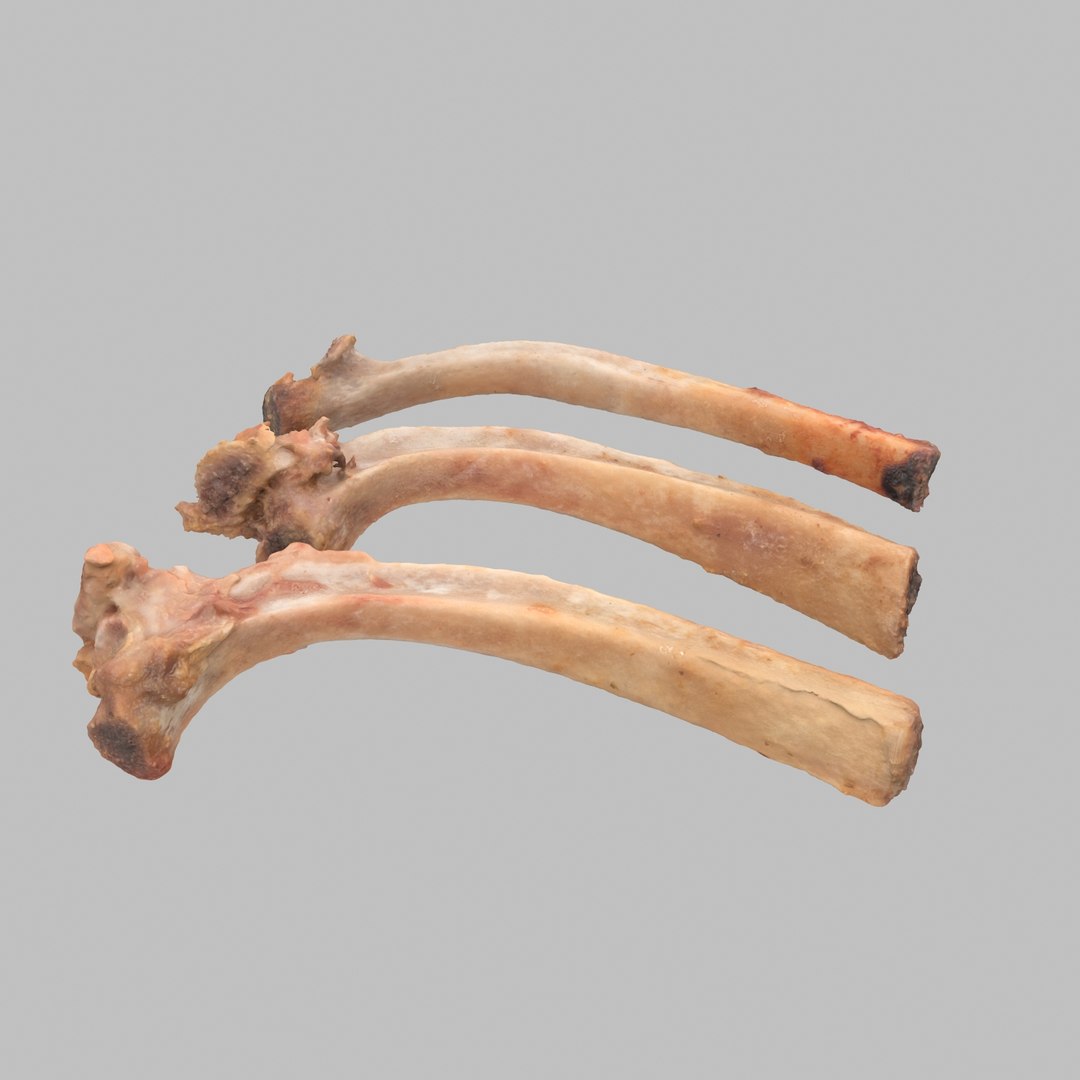 3D Lamb Bones Model - TurboSquid 1530066