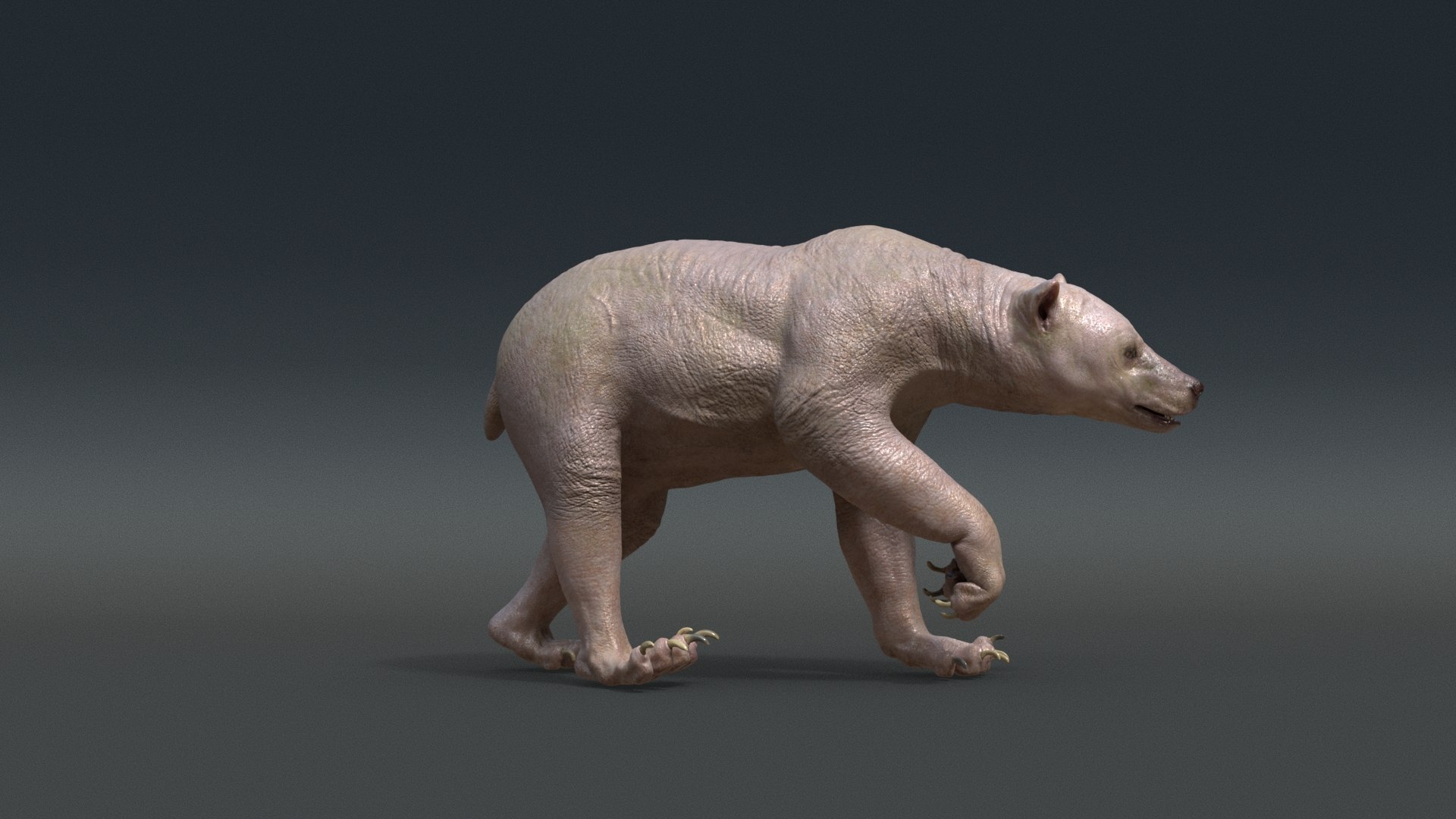 Bear Collection Houdini Model - TurboSquid 1763555
