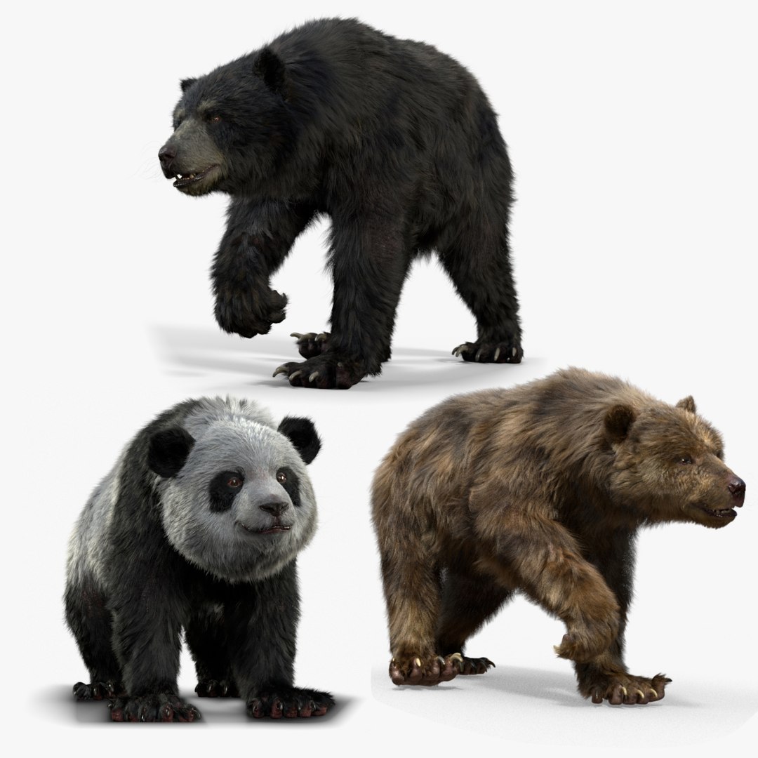 Bear Collection Houdini Model - TurboSquid 1763555
