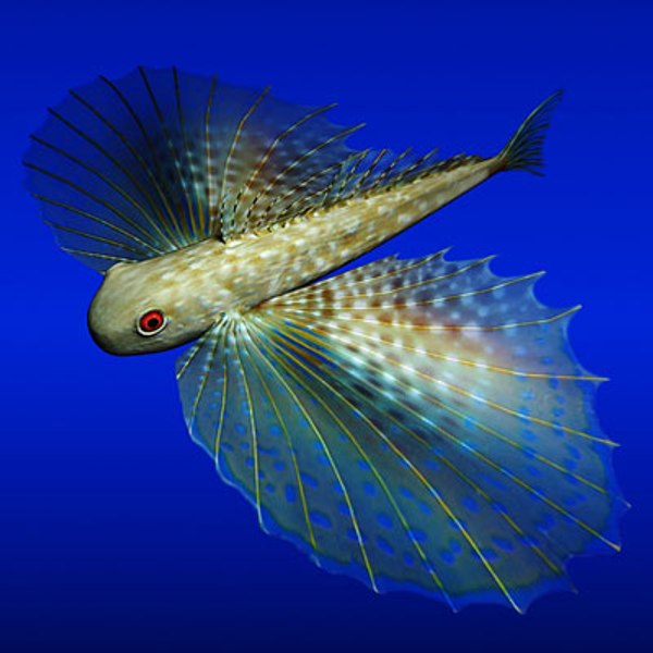 maya flying gurnard fish