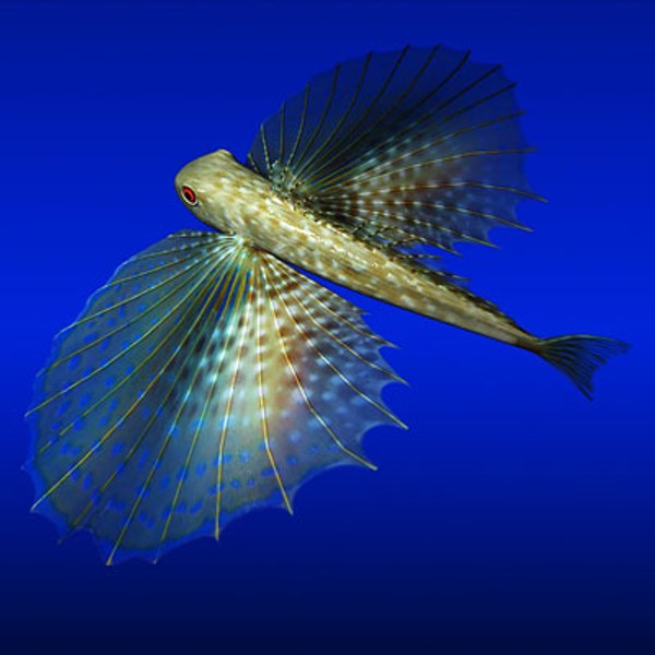 maya flying gurnard fish