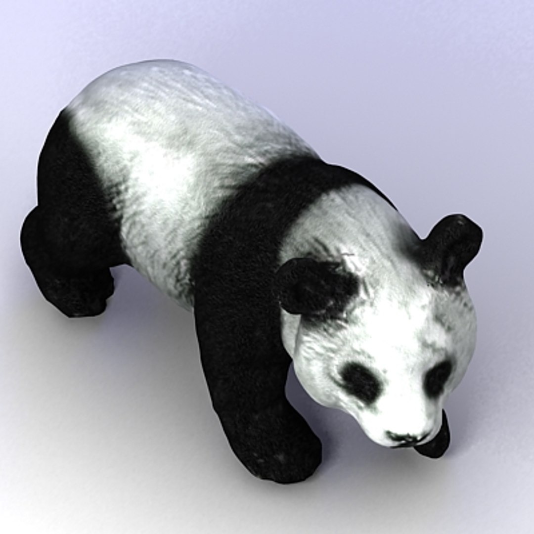 max giant panda