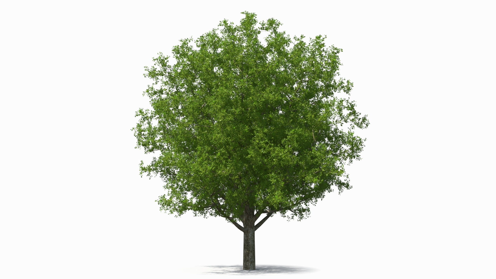 Realistic Oak Tree 3D Model - TurboSquid 2191936