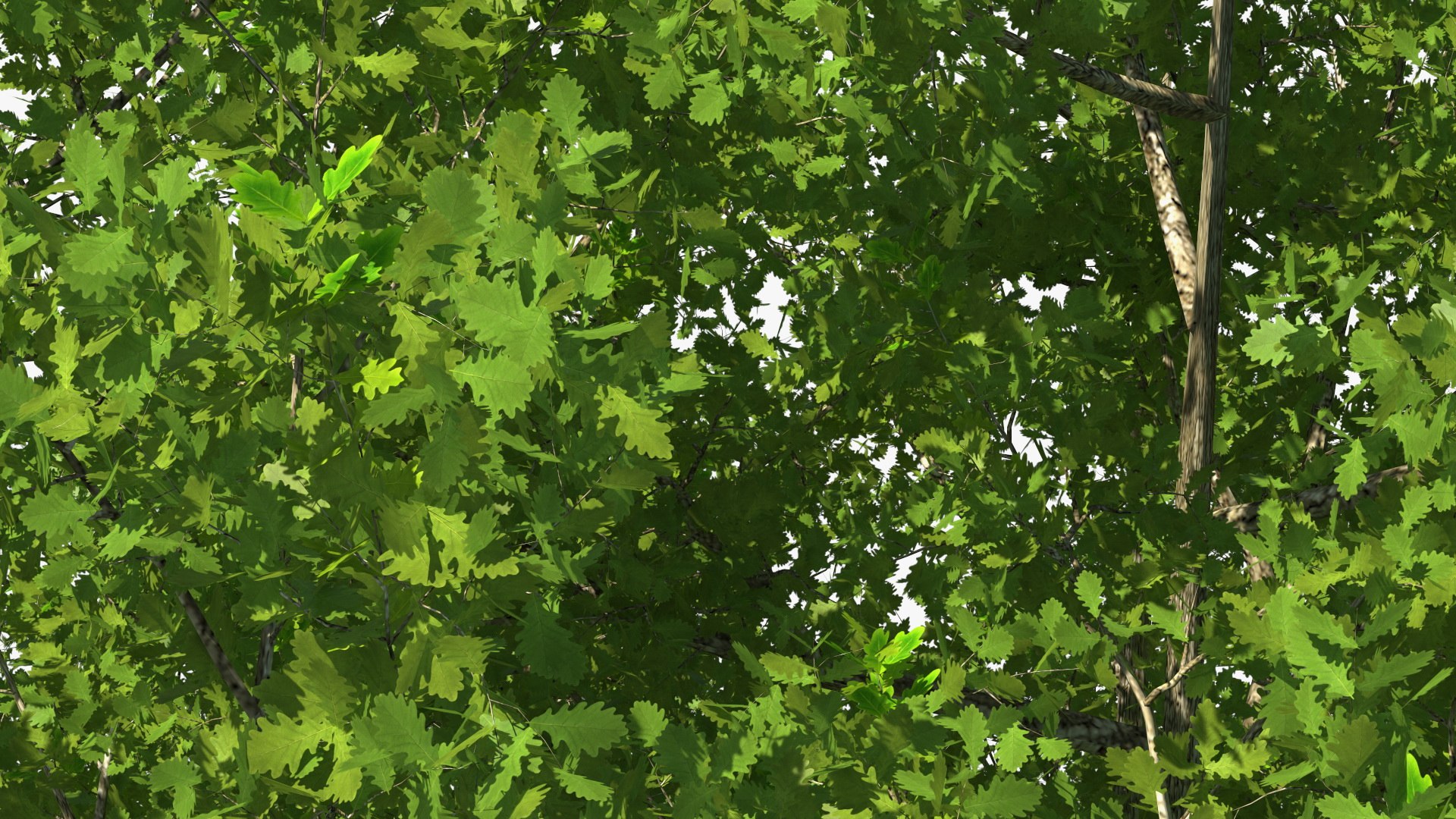 Realistic Oak Tree 3D Model - TurboSquid 2191936