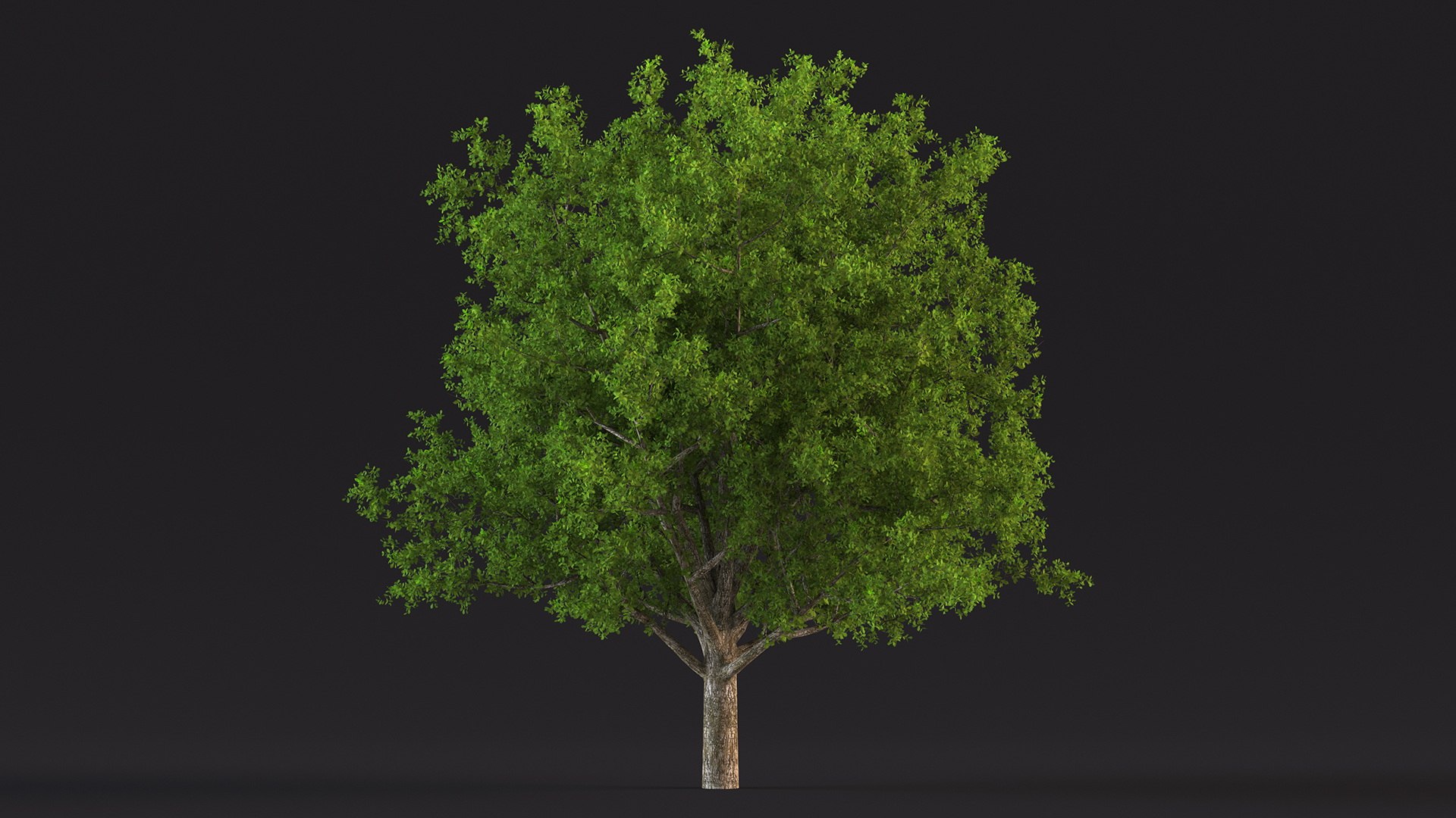 Realistic Oak Tree 3D Model - TurboSquid 2191936