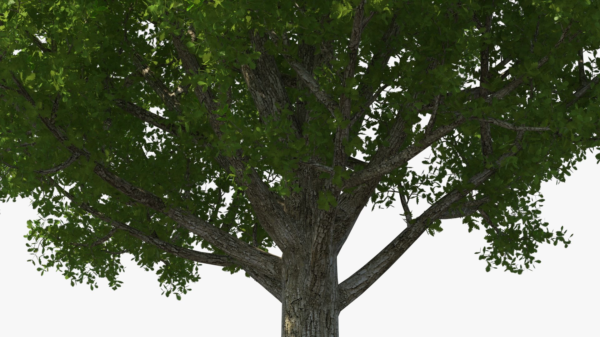 Realistic Oak Tree 3D Model - TurboSquid 2191936