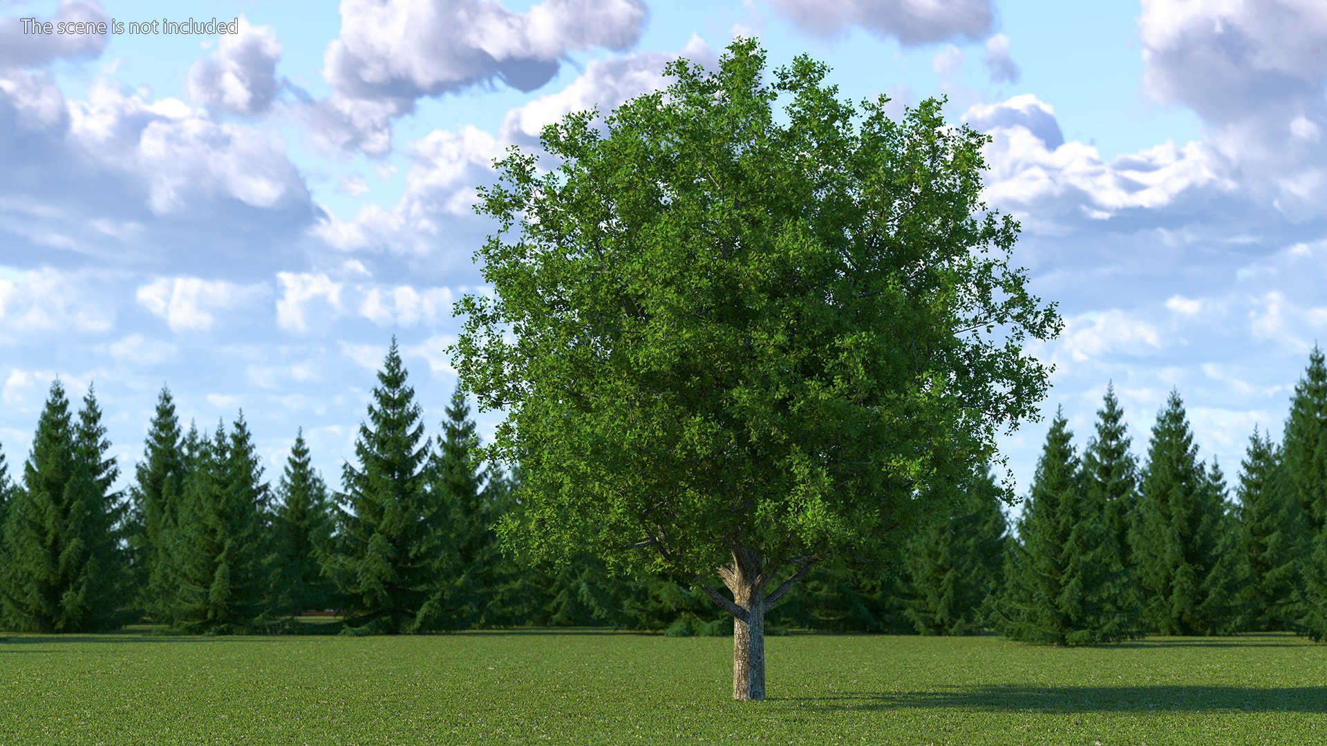 Realistic Oak Tree 3D Model - TurboSquid 2191936
