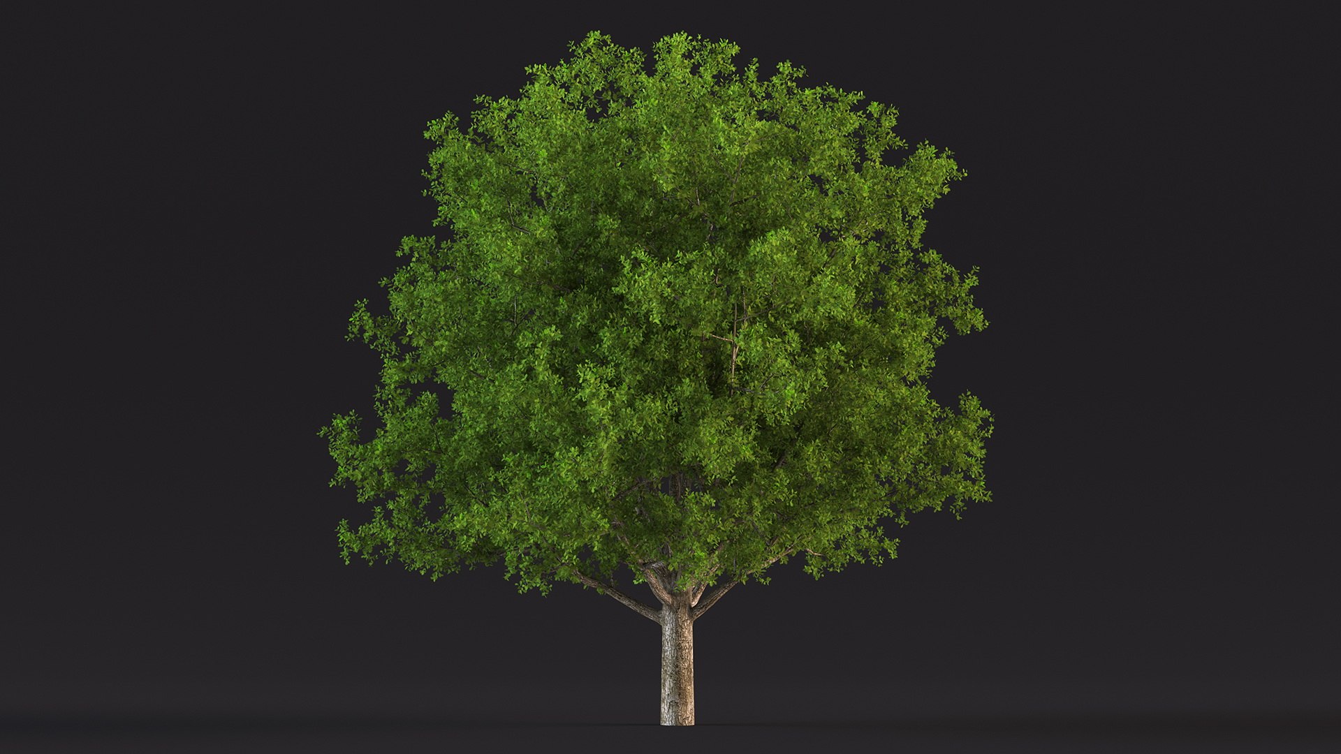 Realistic Oak Tree 3D Model - TurboSquid 2191936