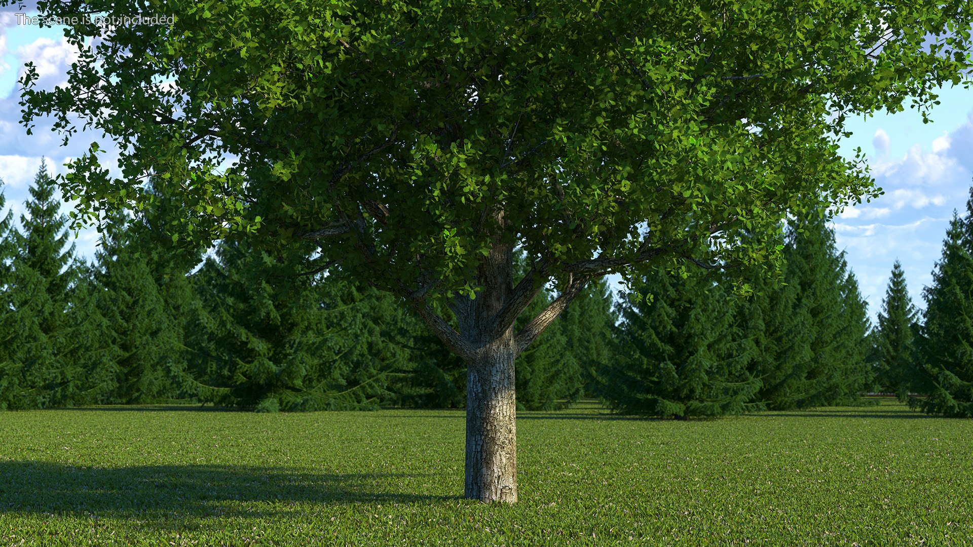 Realistic Oak Tree 3D Model - TurboSquid 2191936