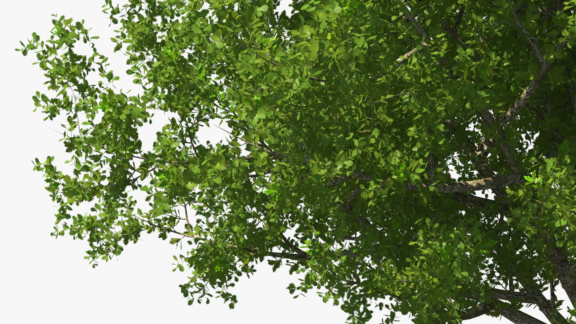 Realistic Oak Tree 3D Model - TurboSquid 2191936
