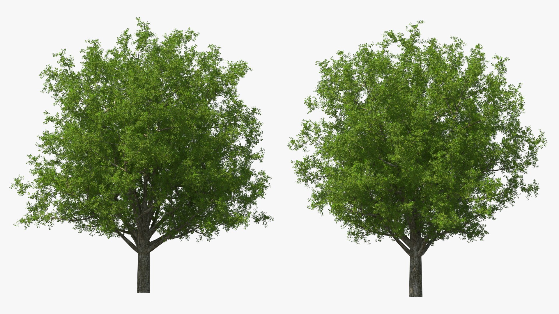 Realistic Oak Tree 3D Model - TurboSquid 2191936