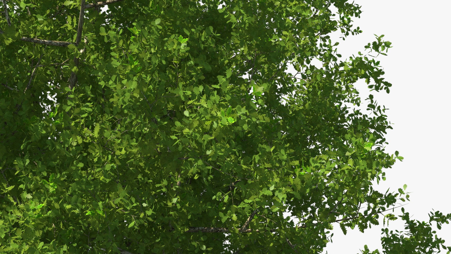 Realistic Oak Tree 3D Model - TurboSquid 2191936