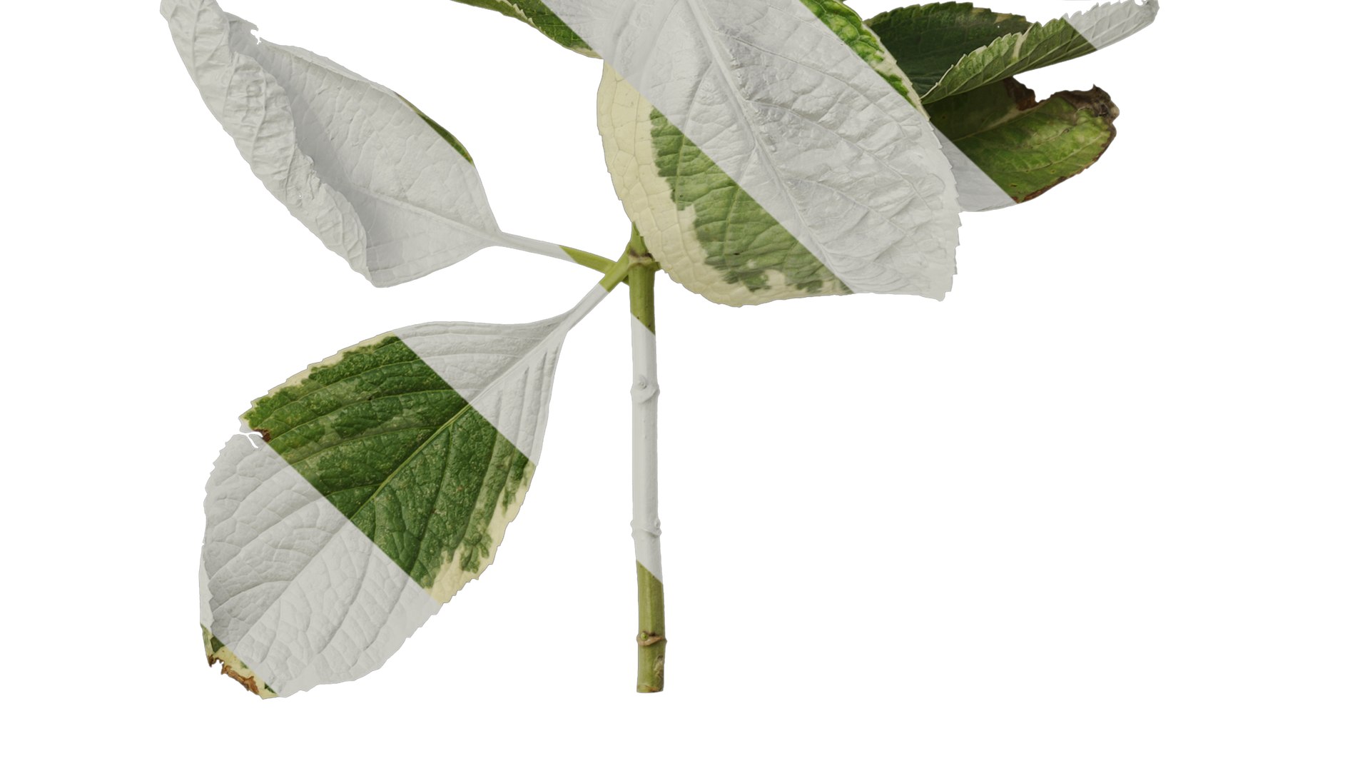 Anydrafts Hydrangea Macrophylla Maculata Atlas 02 Textures Model ...