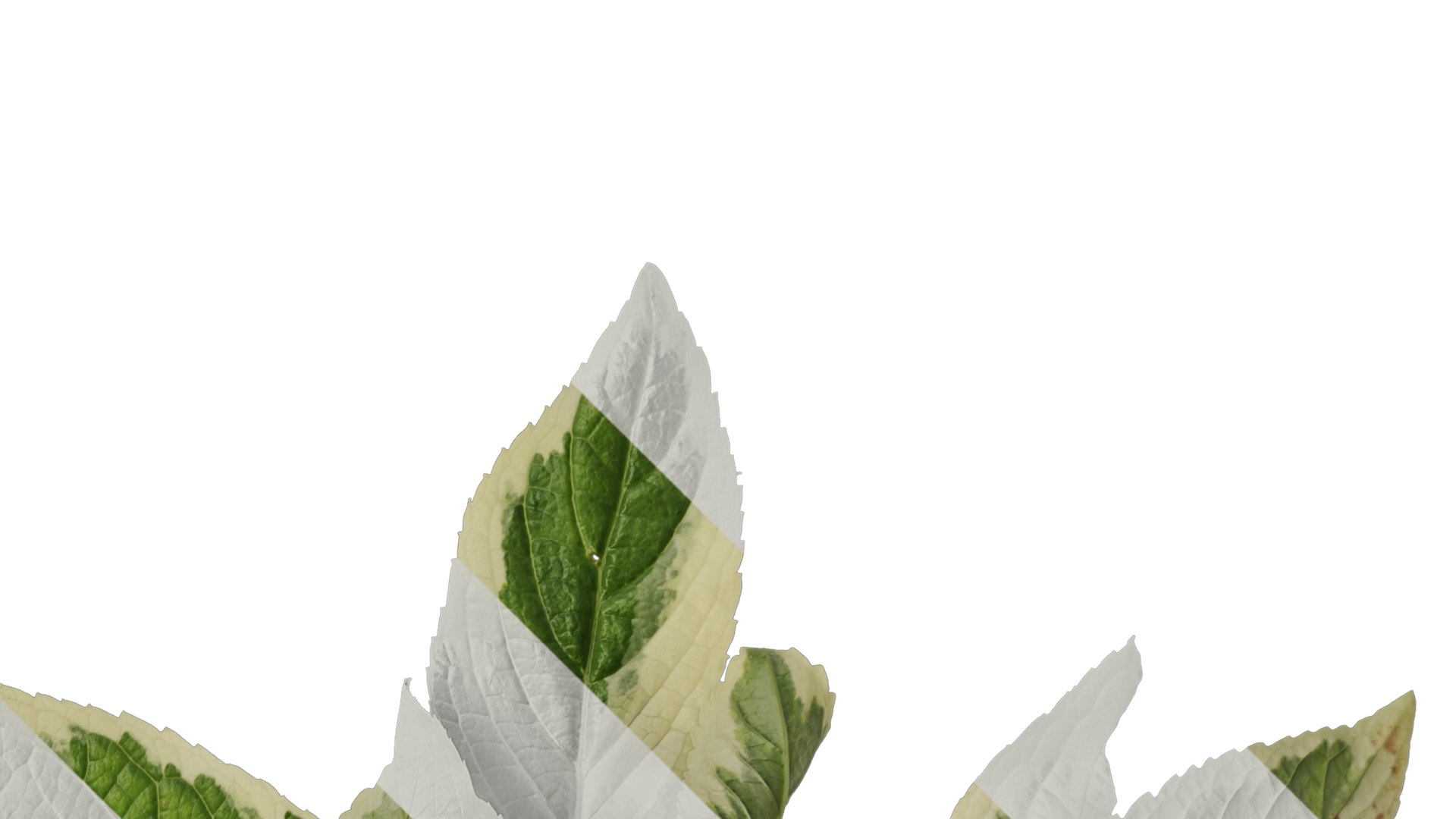 Anydrafts Hydrangea Macrophylla Maculata Atlas 02 Textures Model ...