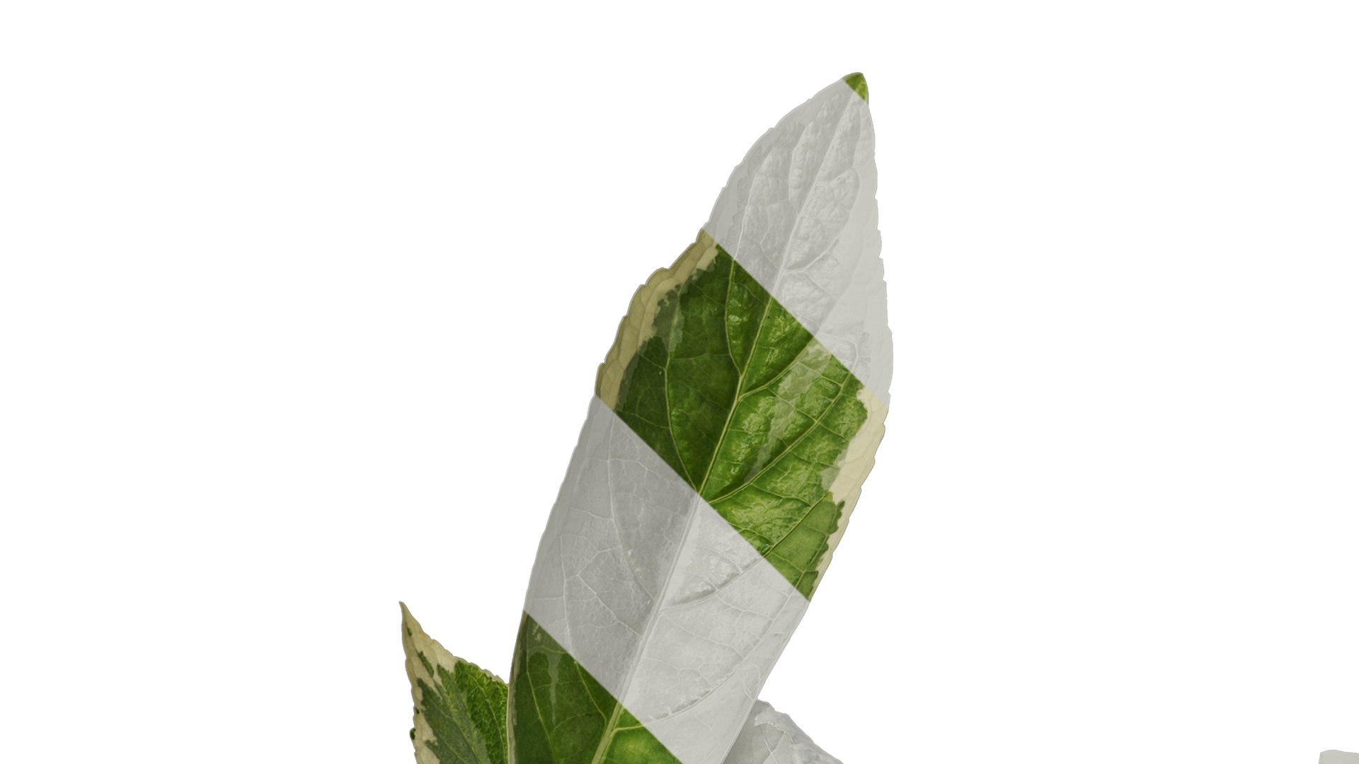 Anydrafts Hydrangea Macrophylla Maculata Atlas 02 Textures Model ...