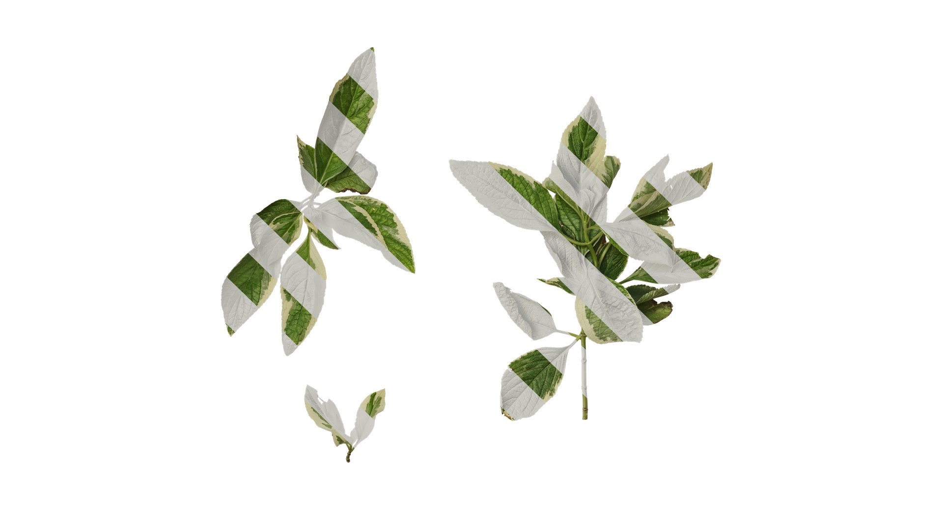 Anydrafts Hydrangea Macrophylla Maculata Atlas 02 Textures Model ...