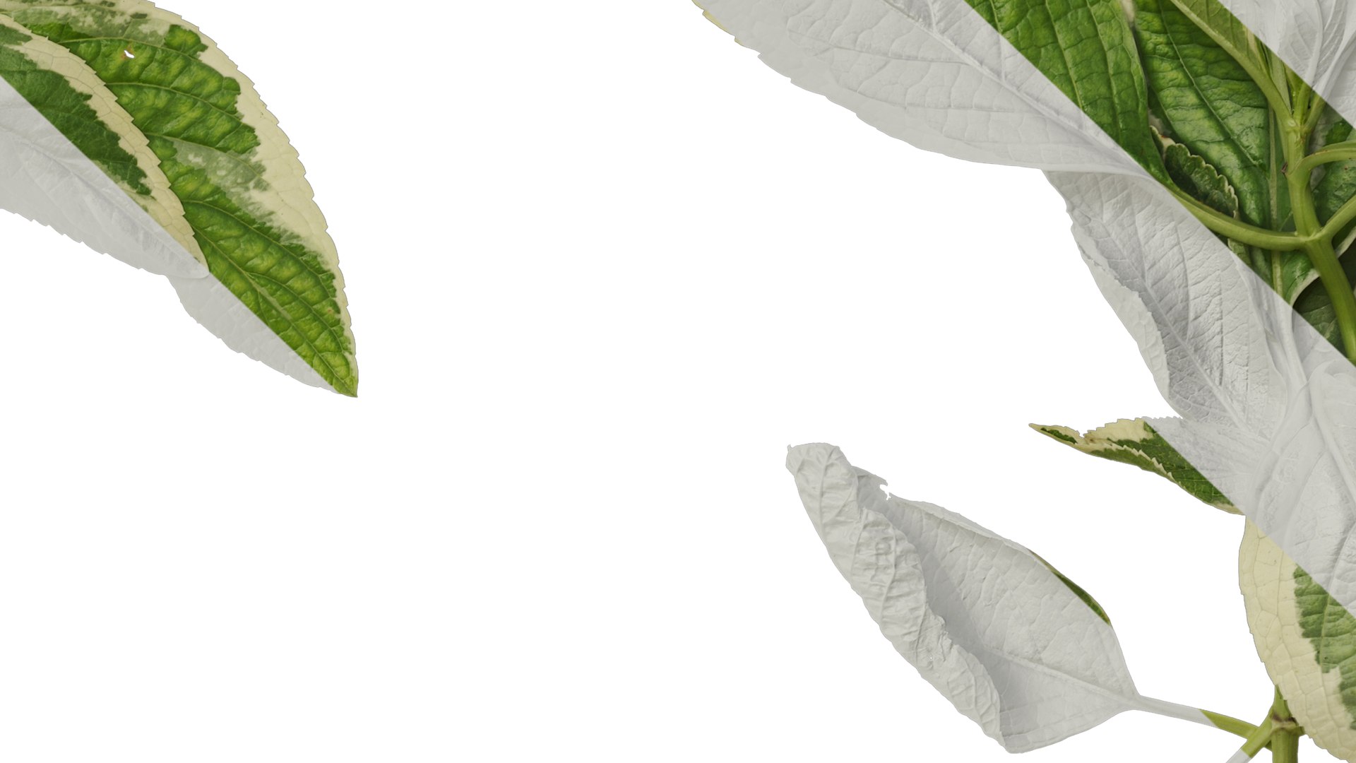 Anydrafts Hydrangea Macrophylla Maculata Atlas 02 Textures Model ...