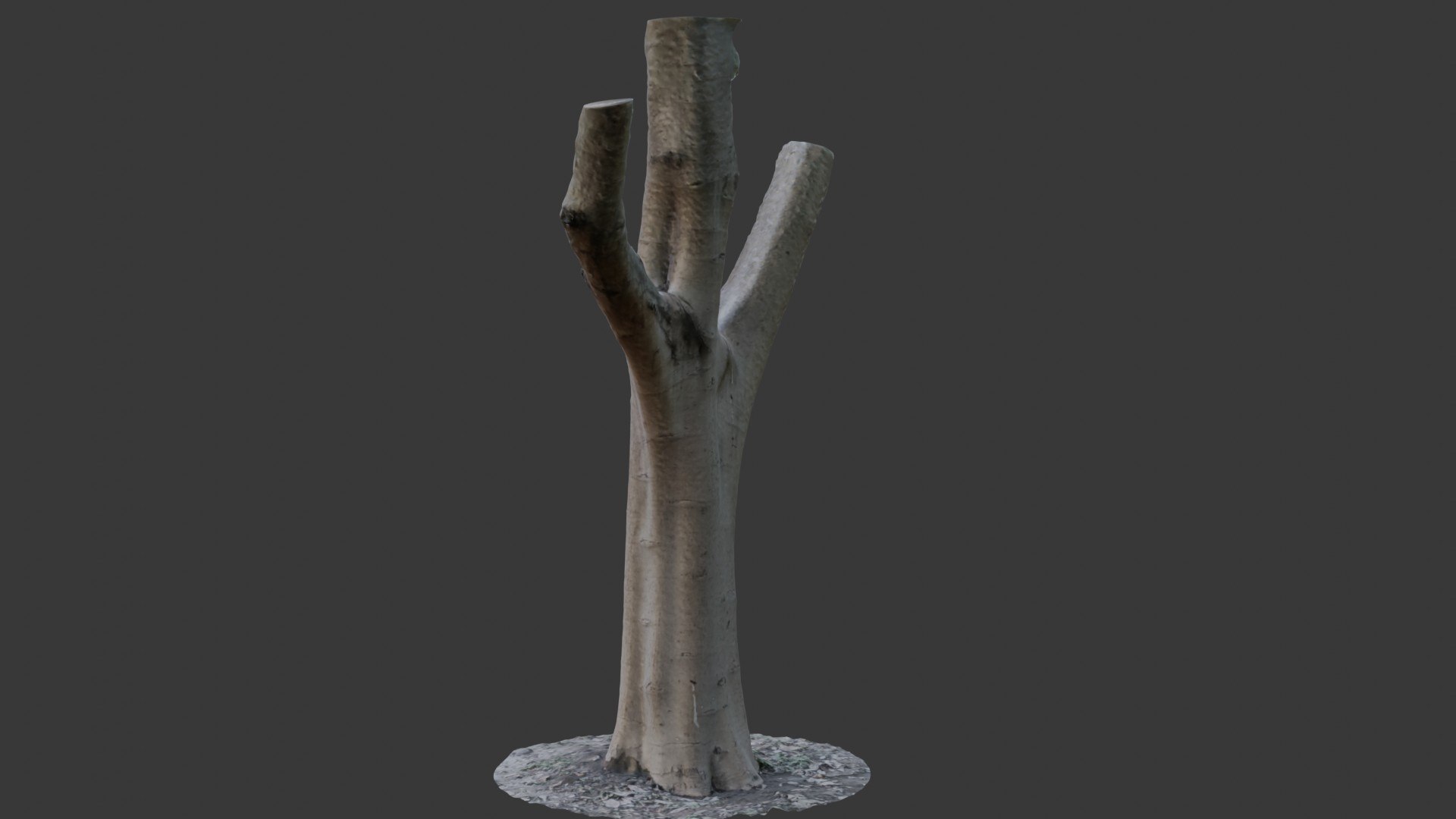 3D Forked Tree Trunk 3D Scan - TurboSquid 2395596