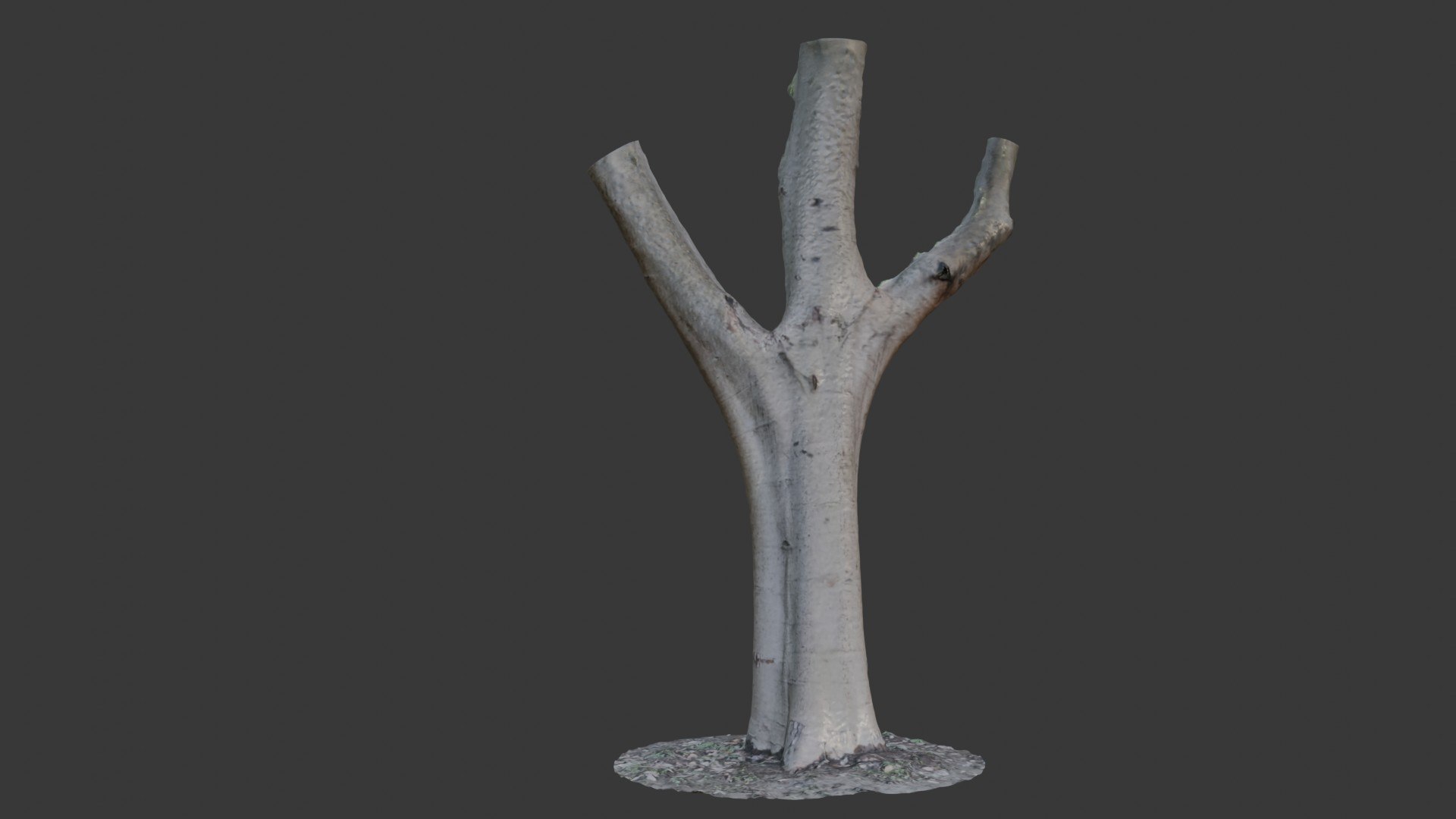 3D Forked Tree Trunk 3D Scan - TurboSquid 2395596