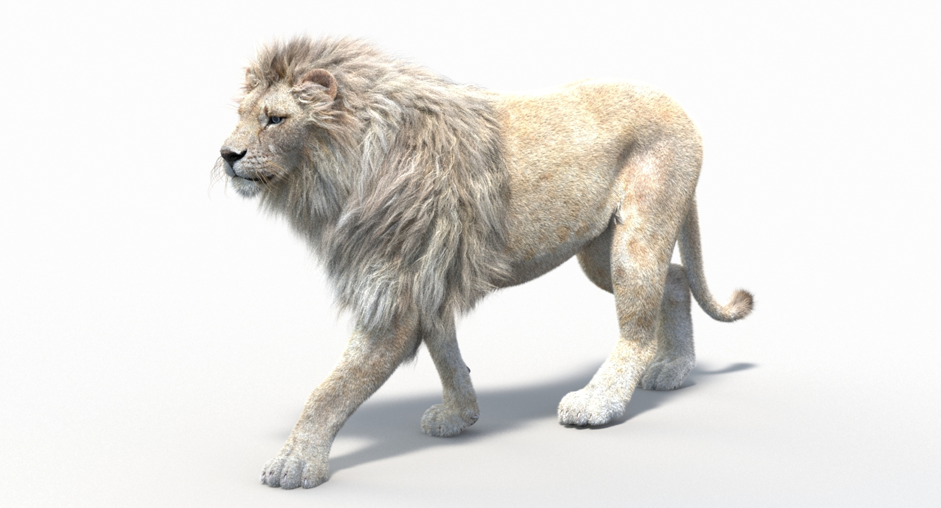 3D Model White Lion 2 Fur 1144462 TurboSquid