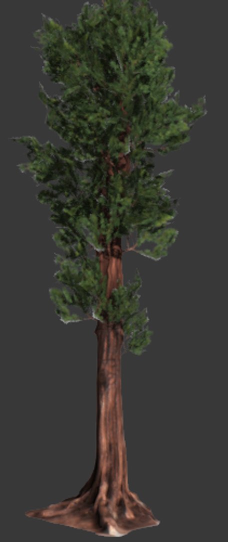 3D sequoia pine tree - TurboSquid 1336224