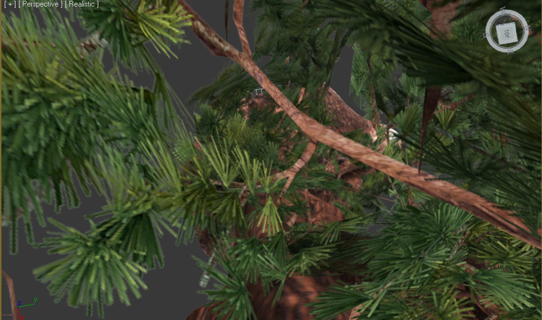 3D sequoia pine tree - TurboSquid 1336224