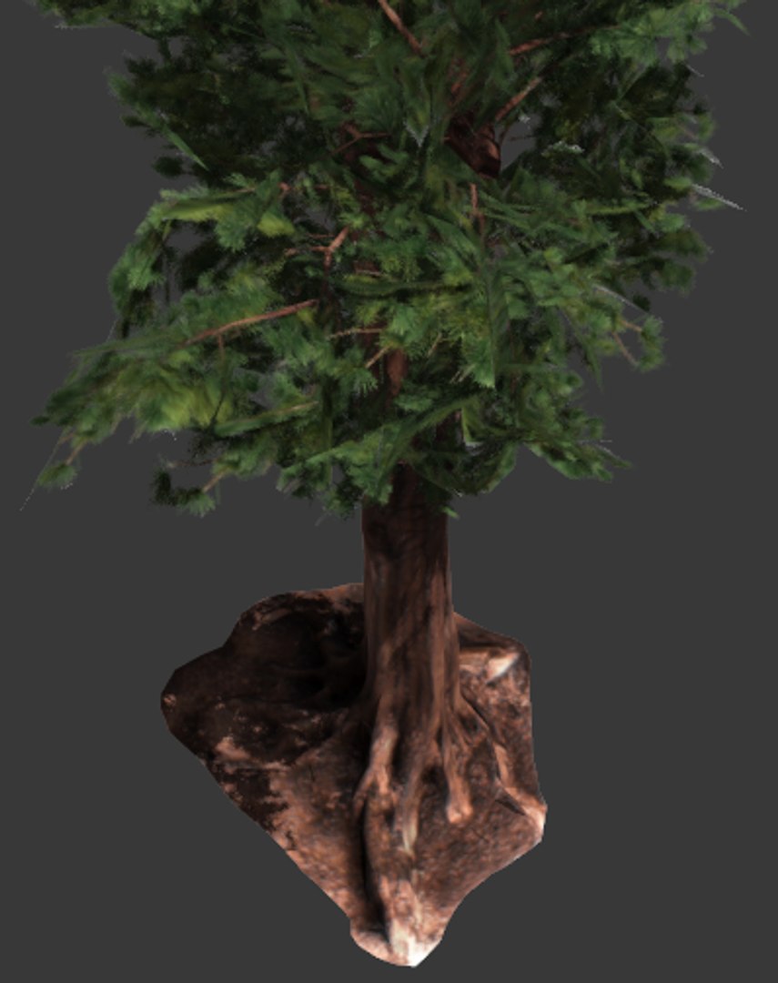 3D sequoia pine tree - TurboSquid 1336224