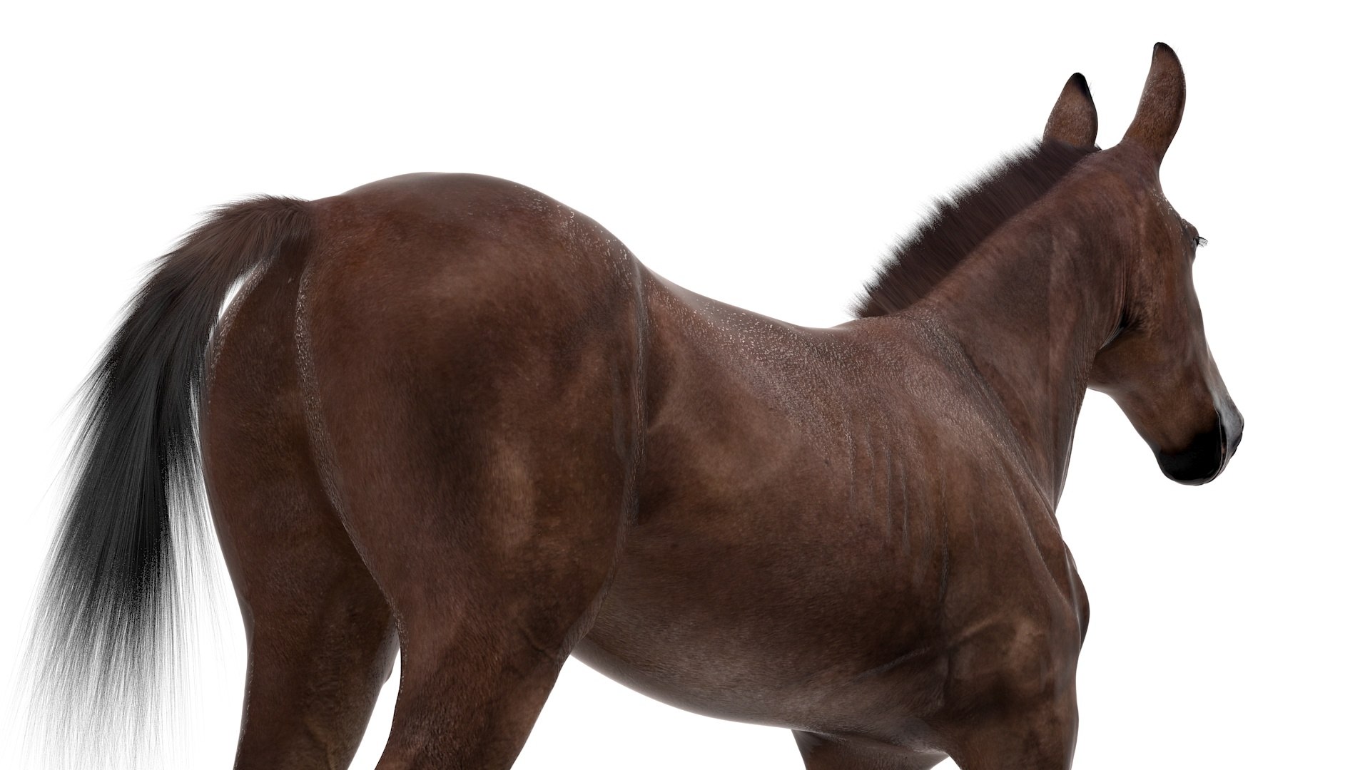 3D Bay Mule Fur Model - TurboSquid 2280772