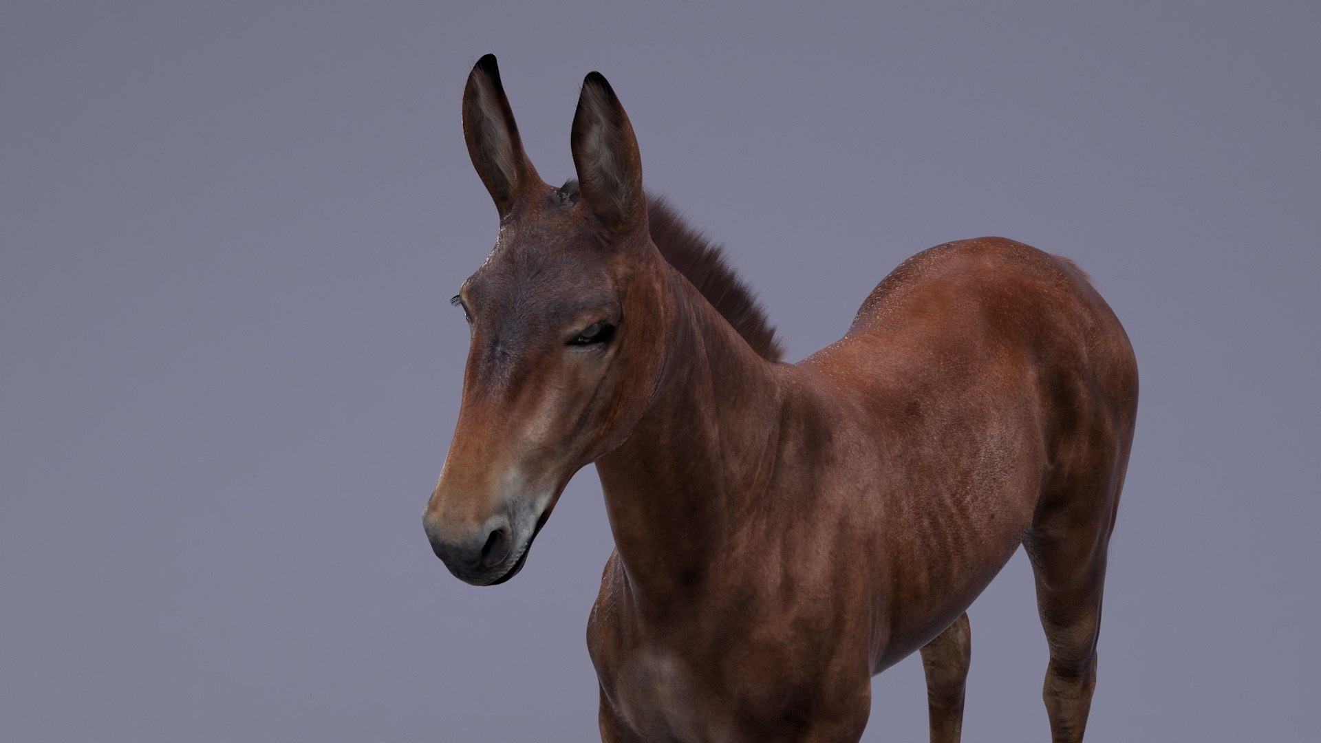 3D Bay Mule Fur Model - TurboSquid 2280772