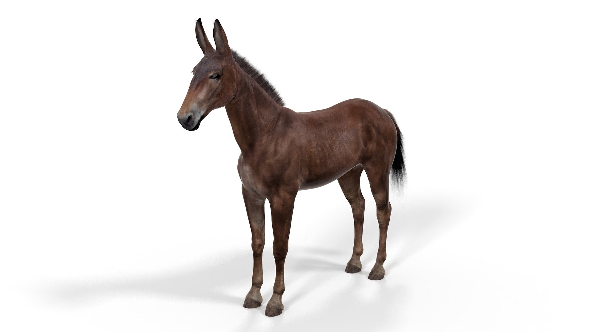 3D Bay Mule Fur Model - TurboSquid 2280772