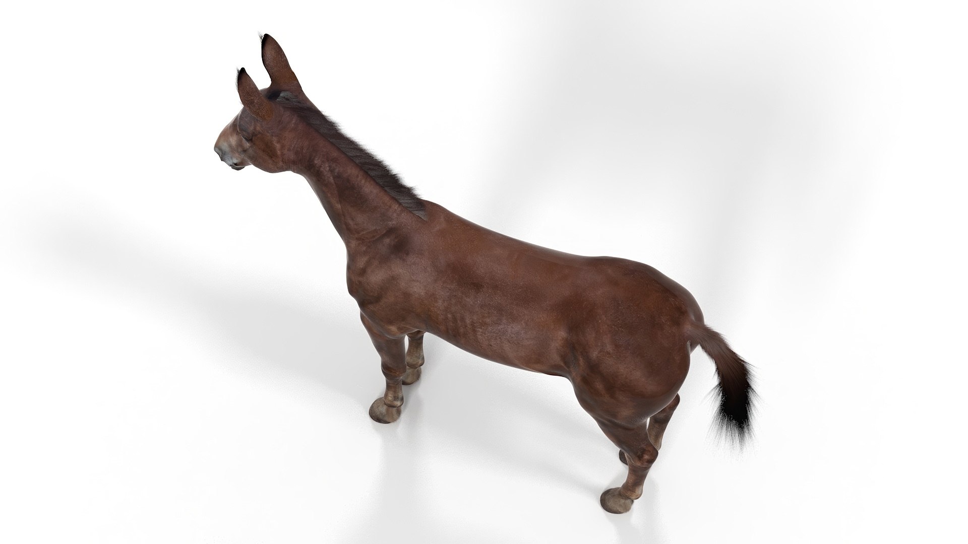 3D Bay Mule Fur Model - TurboSquid 2280772
