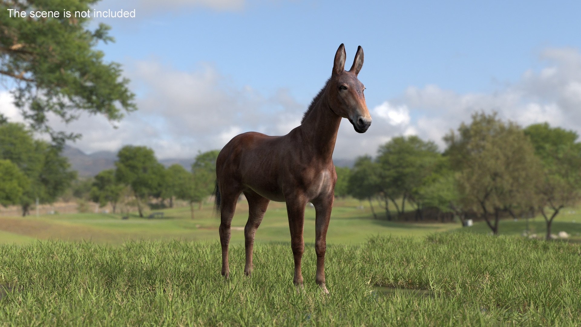 3D Bay Mule Fur Model - TurboSquid 2280772