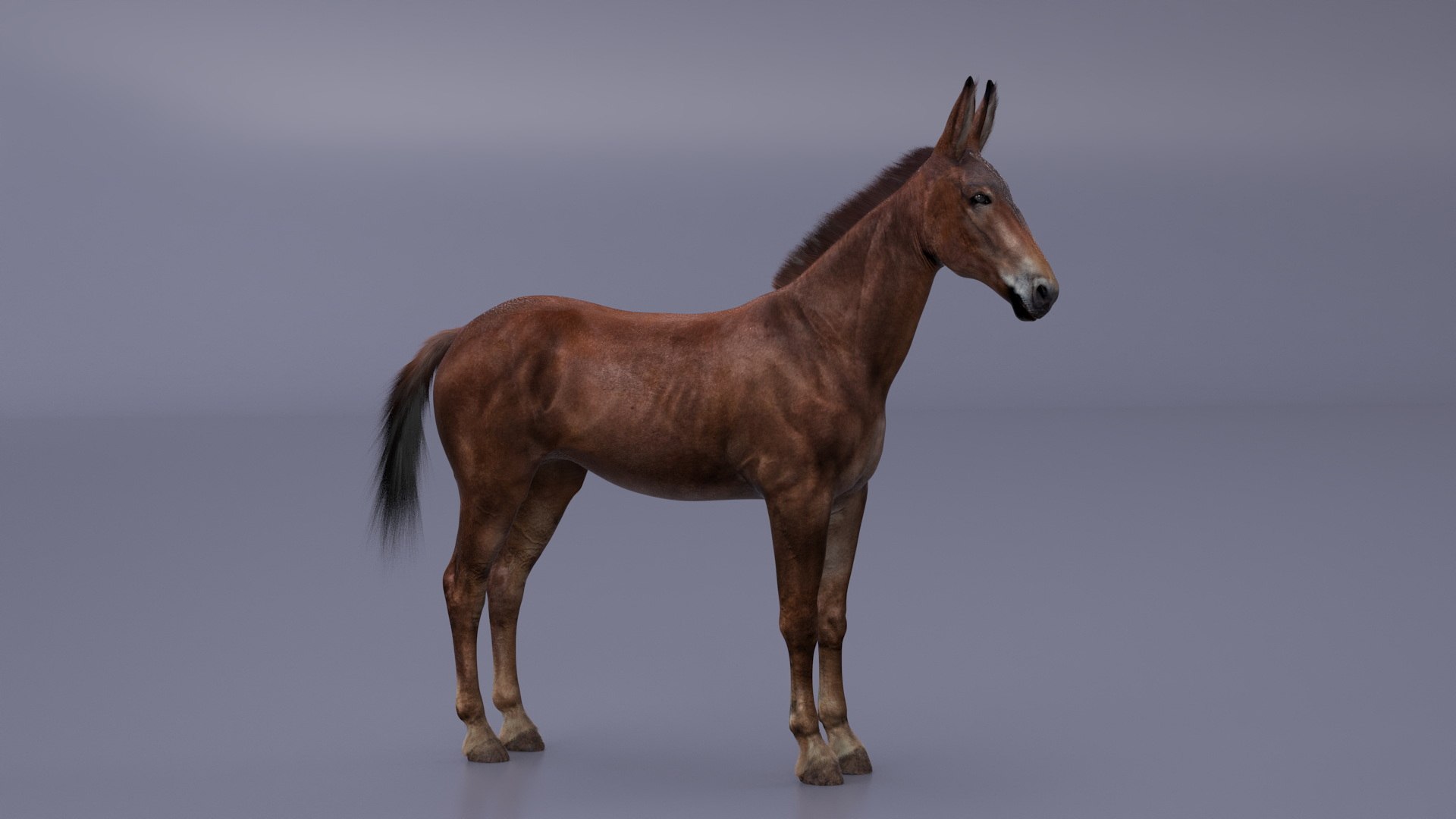 3D Bay Mule Fur Model - TurboSquid 2280772
