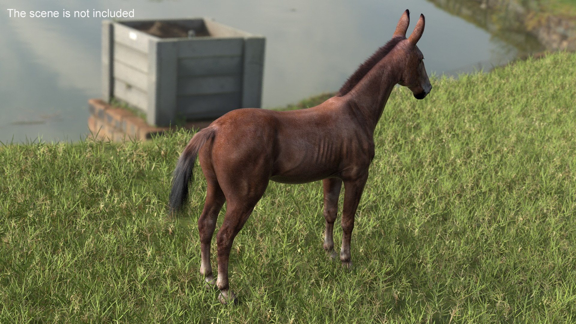 3D Bay Mule Fur Model - TurboSquid 2280772