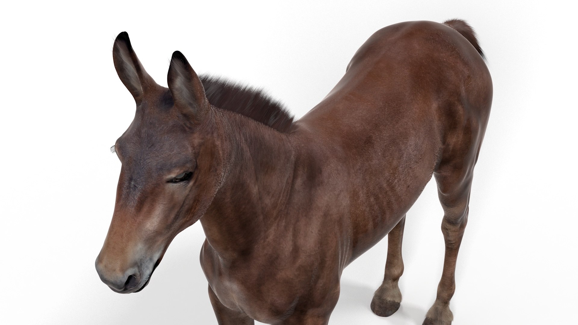 3D Bay Mule Fur Model - TurboSquid 2280772