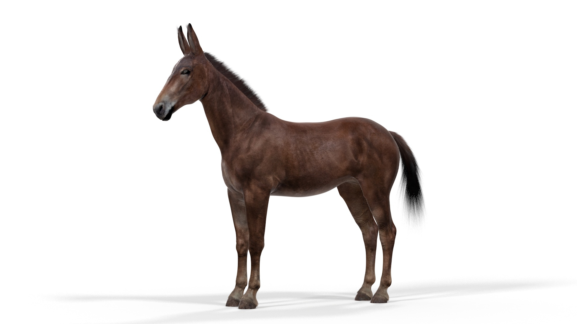 3D Bay Mule Fur Model - TurboSquid 2280772