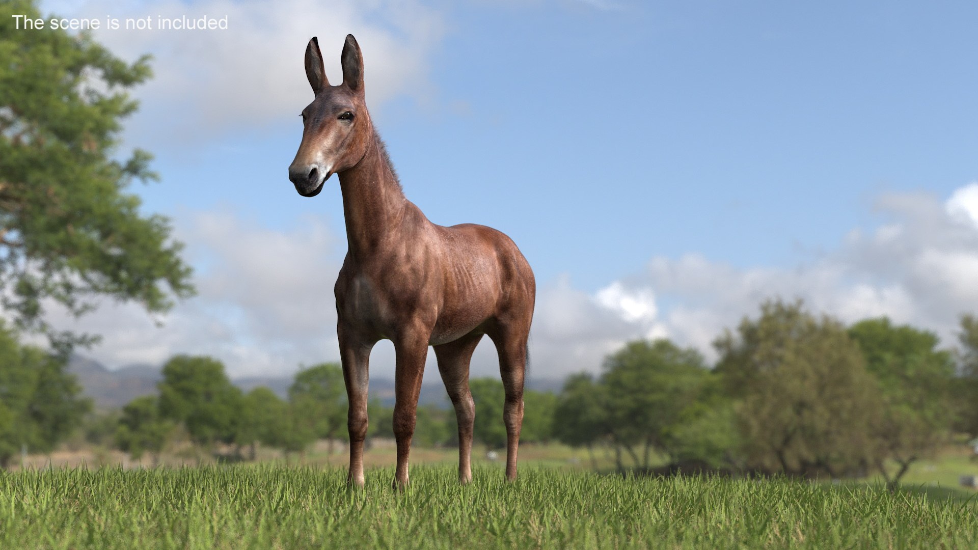 3D Bay Mule Fur Model - TurboSquid 2280772